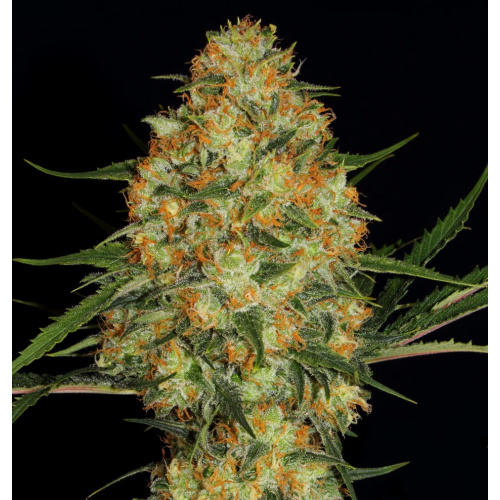 HINDU KUSH Feminized Cannabis Seeds HINDU KUSH Feminized Cannabis Seeds