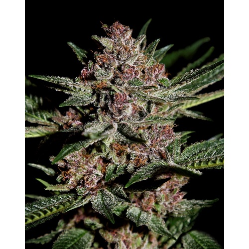 BUBBA KUSH Feminized Cannabis Seeds BUBBA KUSH Feminized Cannabis Seeds